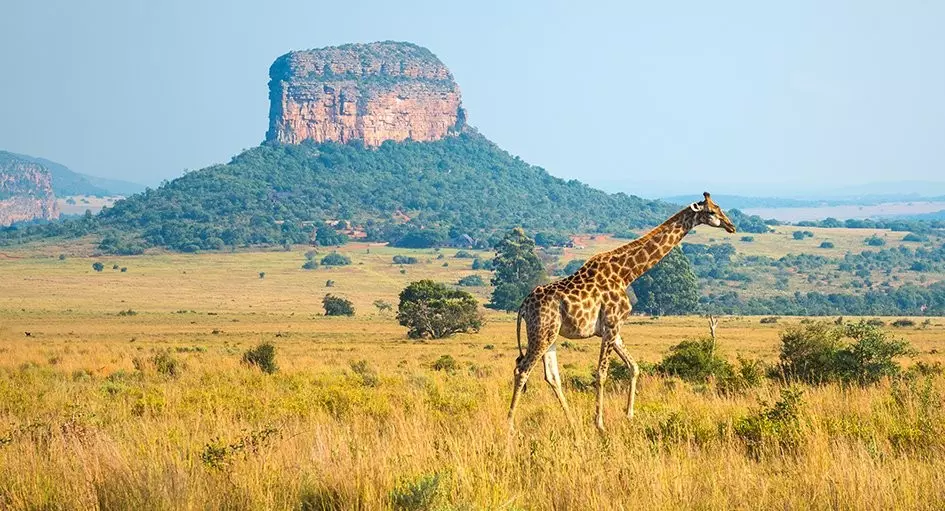 Parchi nazionali e riserve naturali in Kenya - Veratour