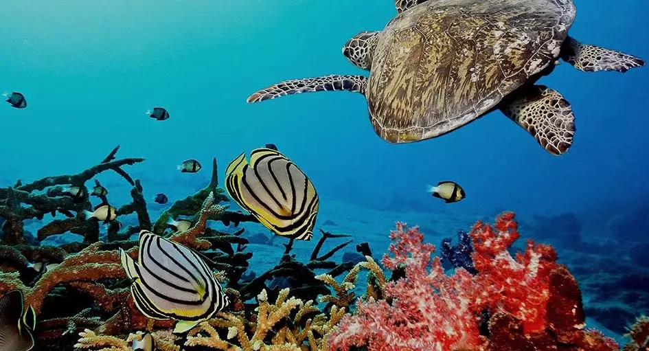 Speciale atolli Polinesia Francese: Bora Bora, Moorea, Tikehau e ...